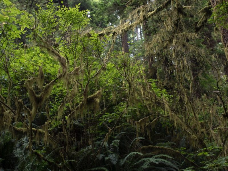 Transformations: Nature Photography From Lincoln Schatz Studio