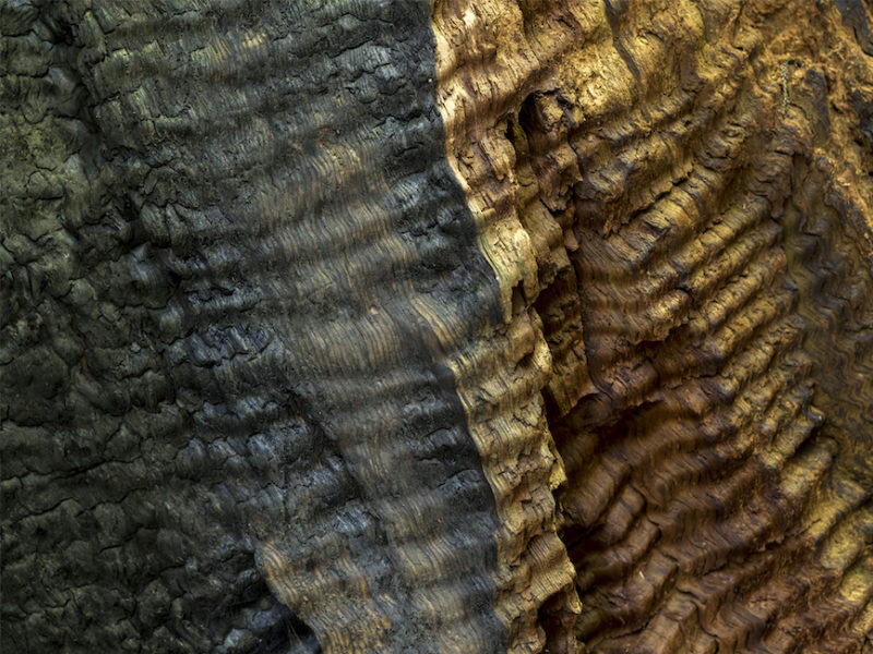 Redwood Forest Fire Burn Scars from Lincoln Schatz