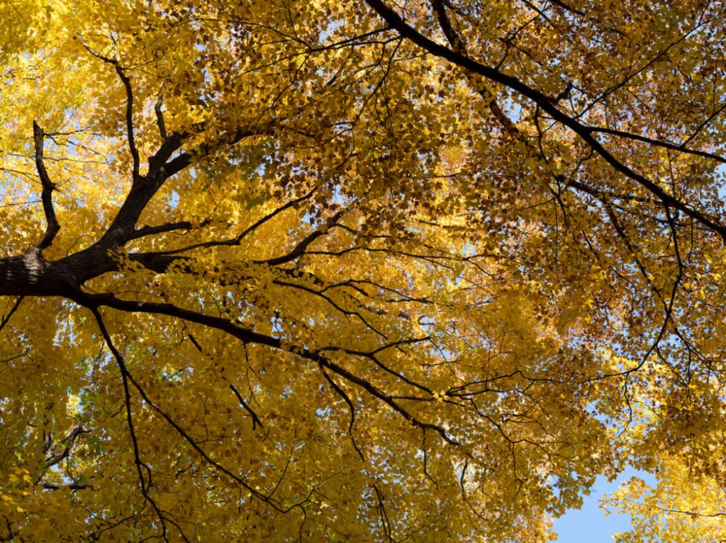 Autumn Leaves Photo: Nature Photographs by Lincoln Schatz Studio