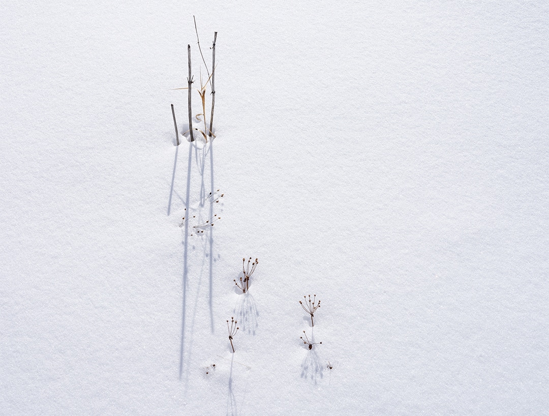 Winter Plants: Lincoln Schatz Studio Journal