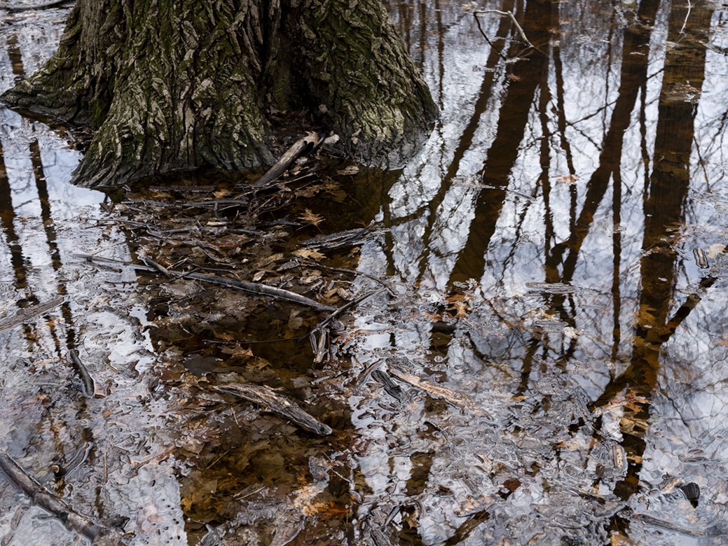 Waters Flood Morton Grove: Forest Photos by Lincoln Schatz.
