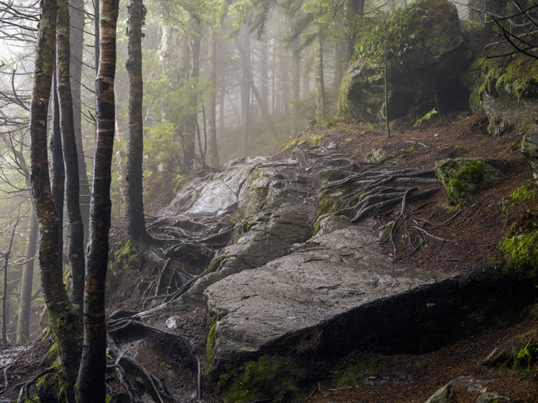 Roots Wrap Around Rocks: Vermont Mountain Photographs