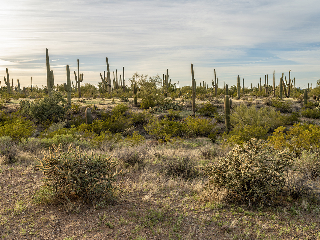 Desert Golden Hour